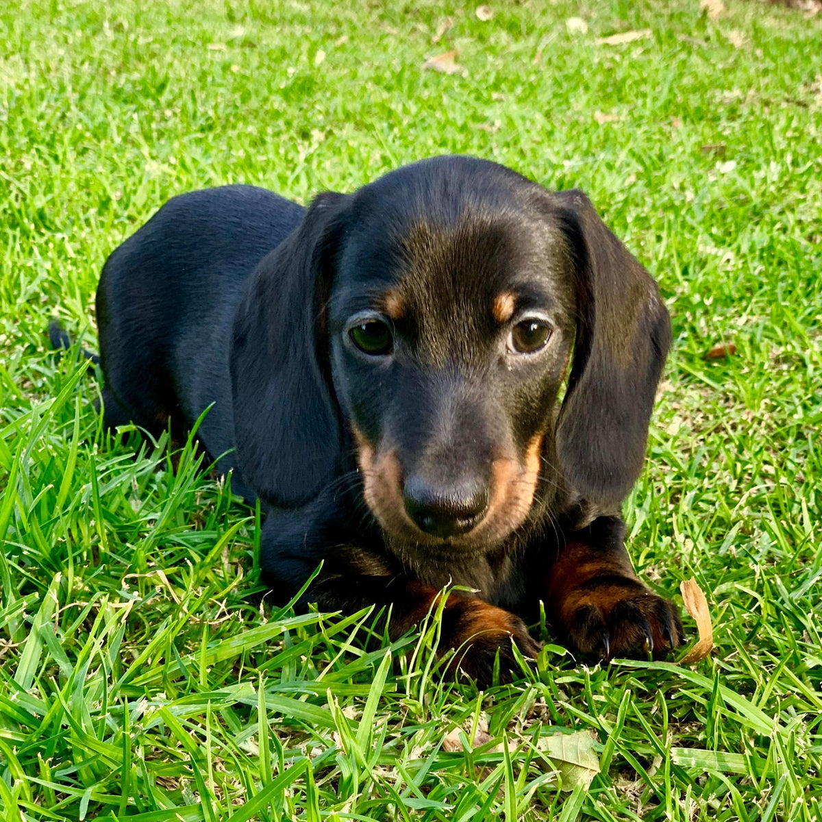 Mini Dachshunds – Diamond Valley Kennels
