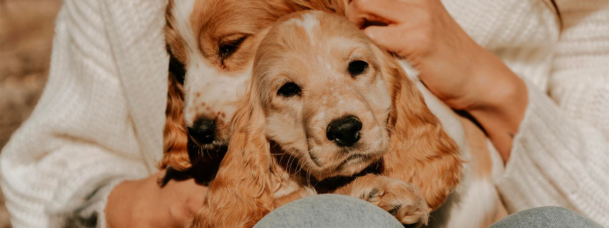 Other Selected Breeds – Diamond Valley Kennels