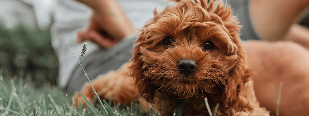 Feature Puppies – Diamond Valley Kennels