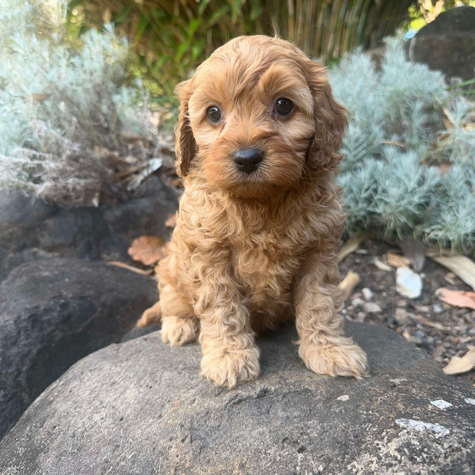 Cavoodles – Diamond Valley Kennels