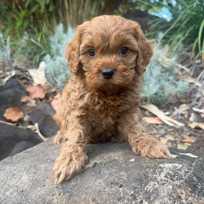 Cavoodles – Diamond Valley Kennels