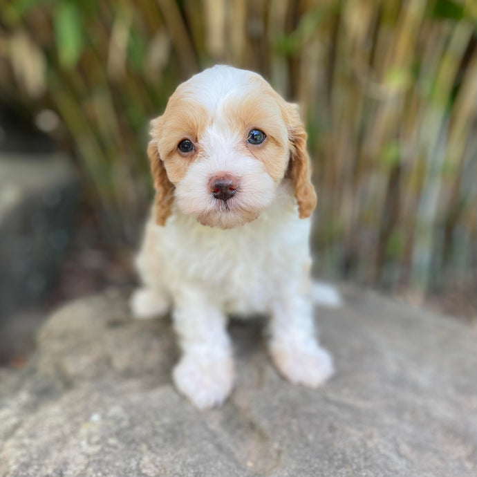 Toy Cavoodles – Diamond Valley Kennels
