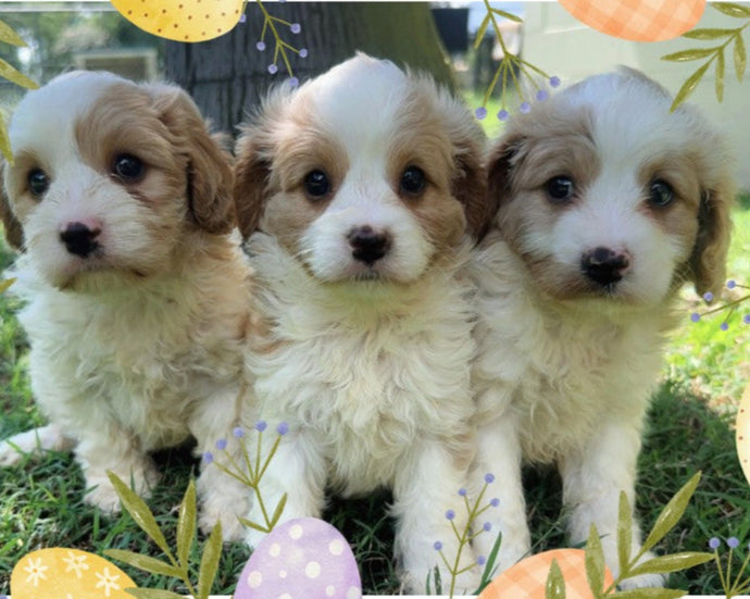 Diamond Valley Kennels