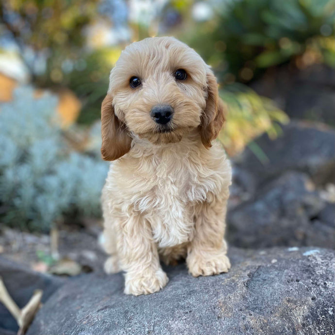 Spoodles – Diamond Valley Kennels