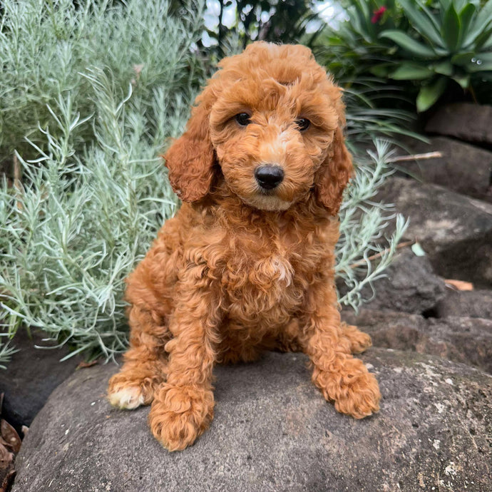 Spoodles – Diamond Valley Kennels