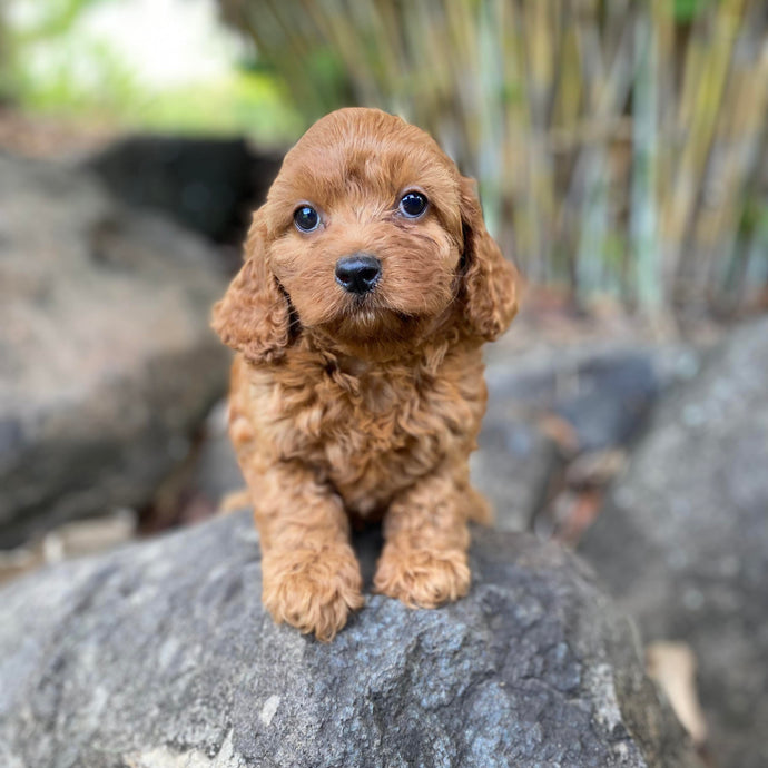 Toy Cavoodles – Diamond Valley Kennels