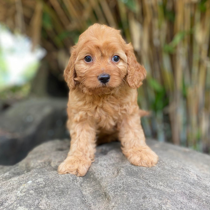 Toy Cavoodles – Diamond Valley Kennels