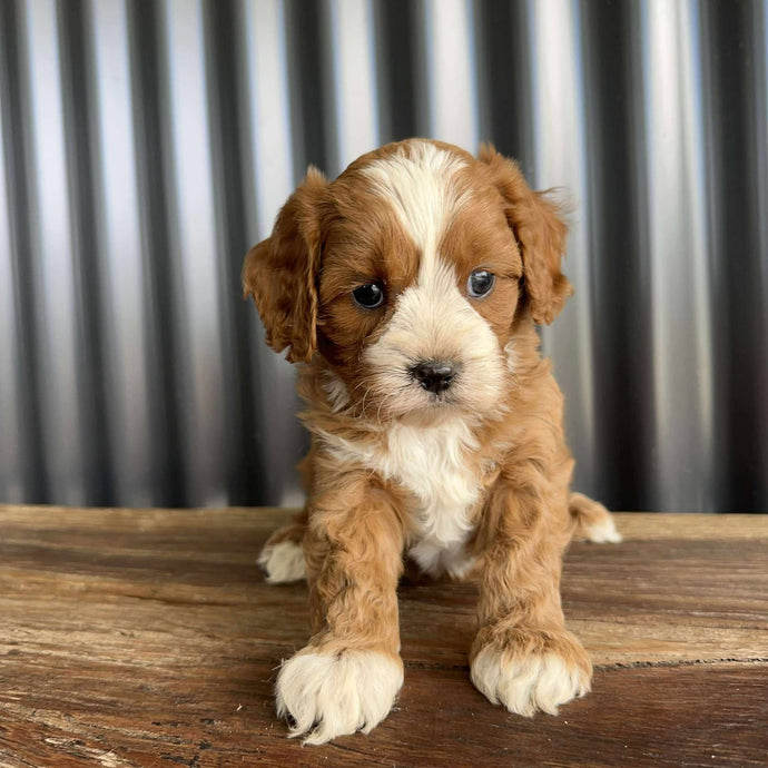 Cavoodles – Diamond Valley Kennels