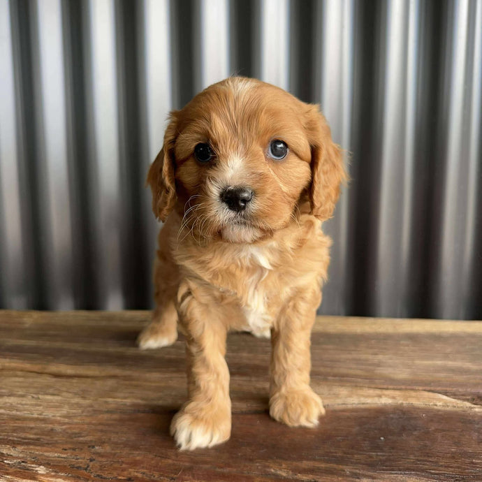 Cavoodles – Diamond Valley Kennels
