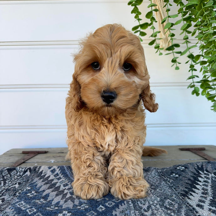 Spoodles – Diamond Valley Kennels