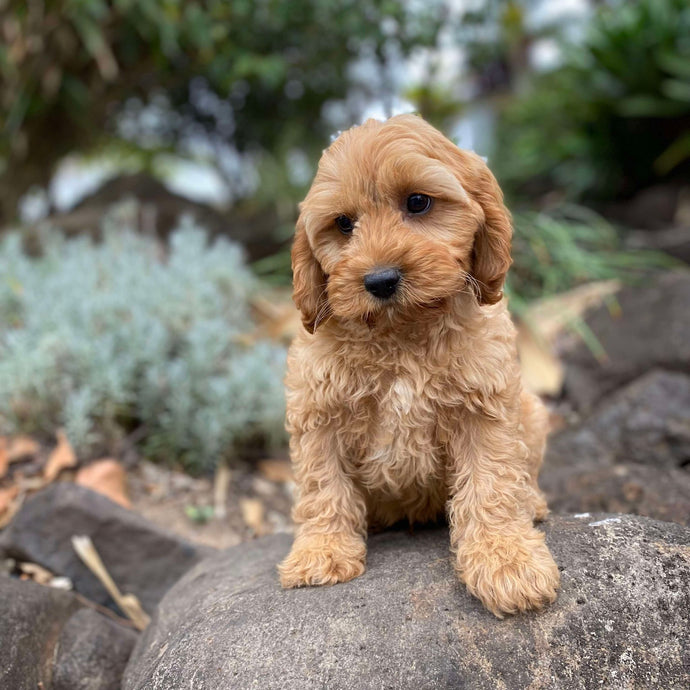 Cavoodles – Diamond Valley Kennels