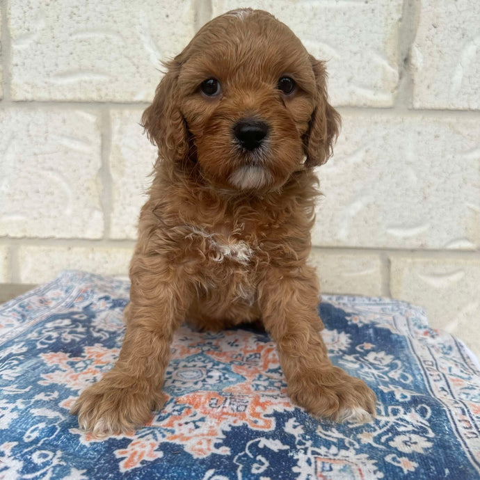 Diamond Valley Kennels